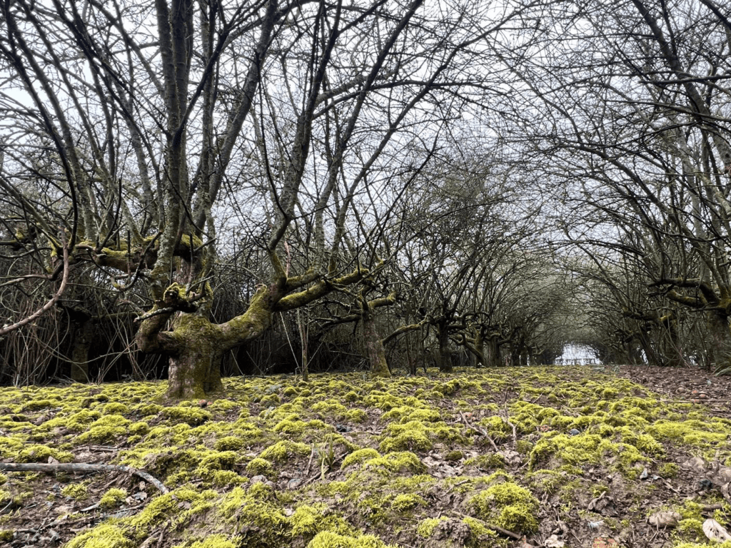 Out of Rhythm, Back to the Land - The Bigwood Estate